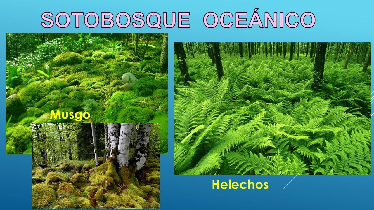 Lo más actual sobre la vegetación del clima oceánico